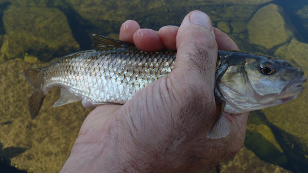 Sucker Fish | Project Noah