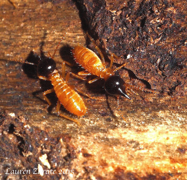 Nasute Termites | Project Noah