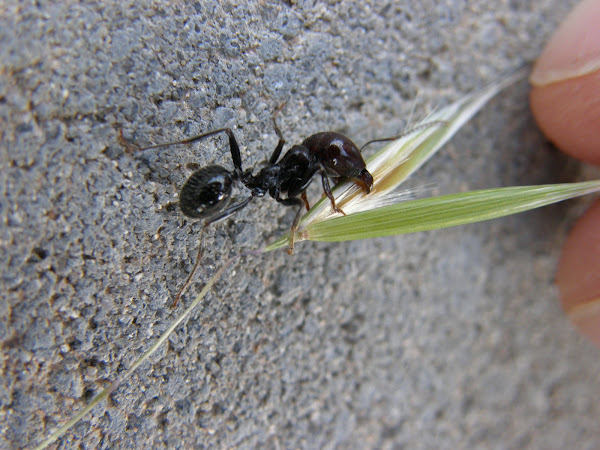 Harvester ant | Project Noah