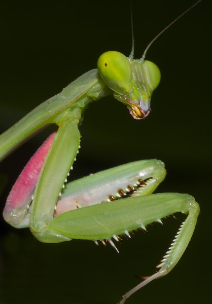 Giant Rainforest Mantis | Project Noah