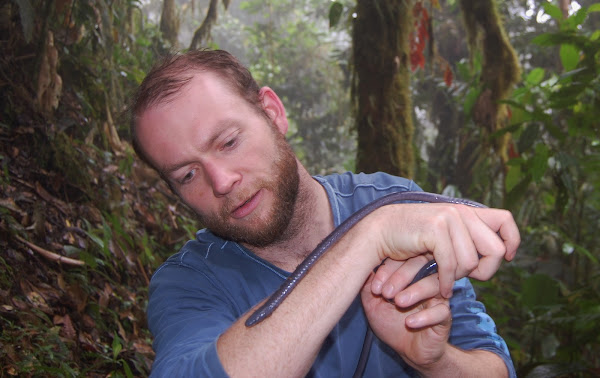 Cayenne Caecilian | Project Noah