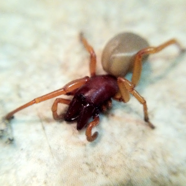 Woodlouse hunter | Project Noah