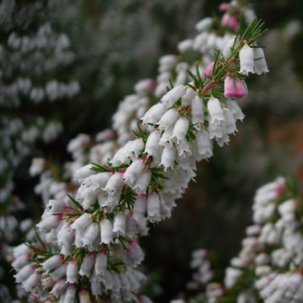 Brezo blanco? | Project Noah