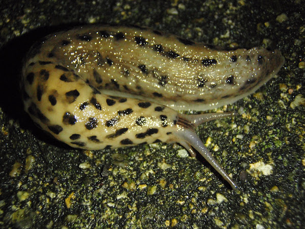 Giant Garden Slug | Project Noah