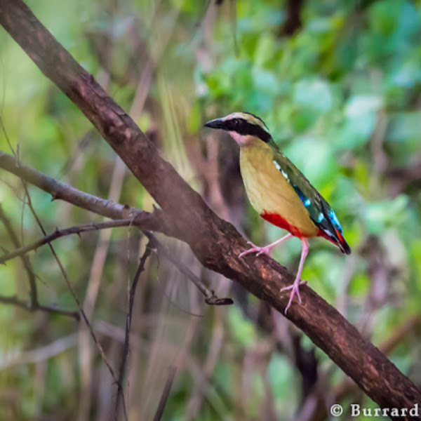 African pitta | Project Noah