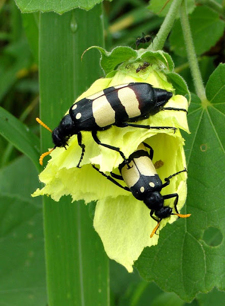 CMR bean beetles | Project Noah