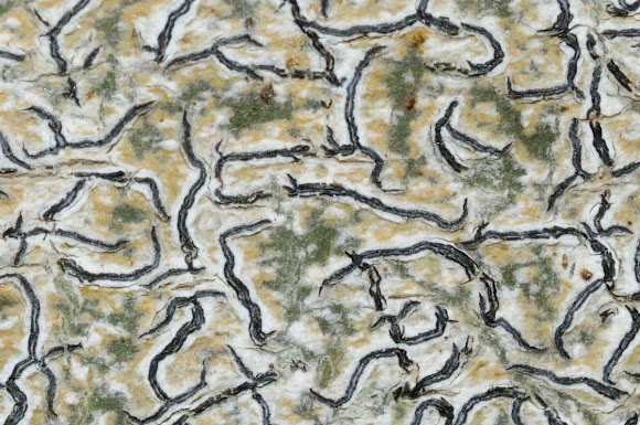 Graphis sp. | Project Noah