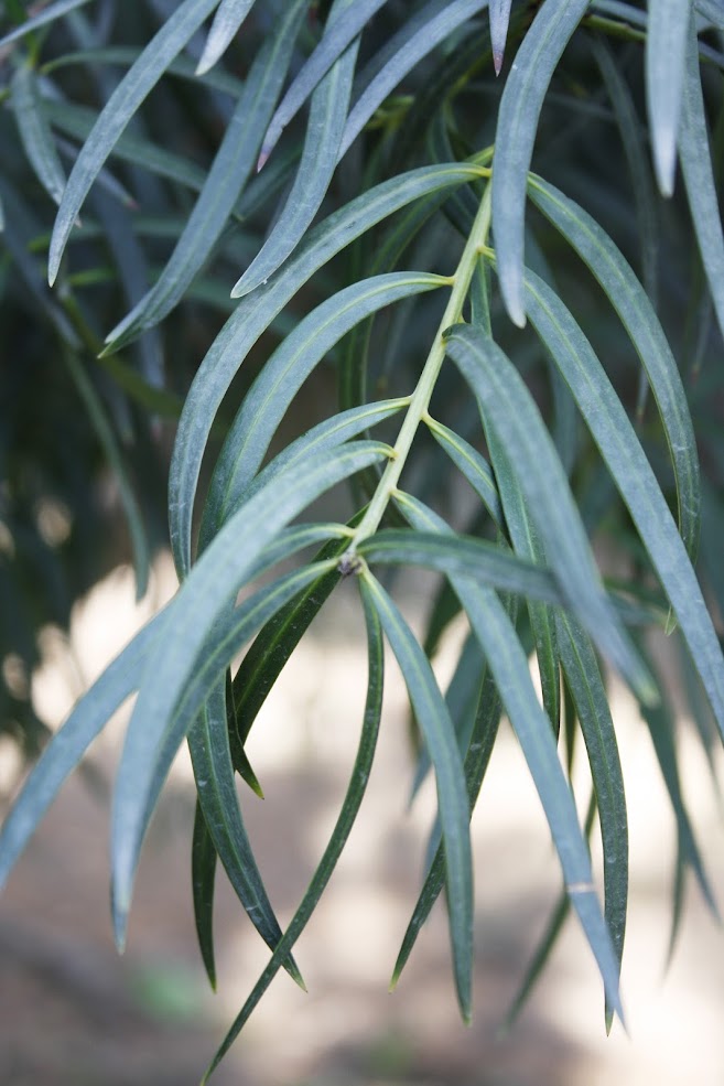 Mañío de Hojas Largas / Willow-leaf Podocarp | Project Noah