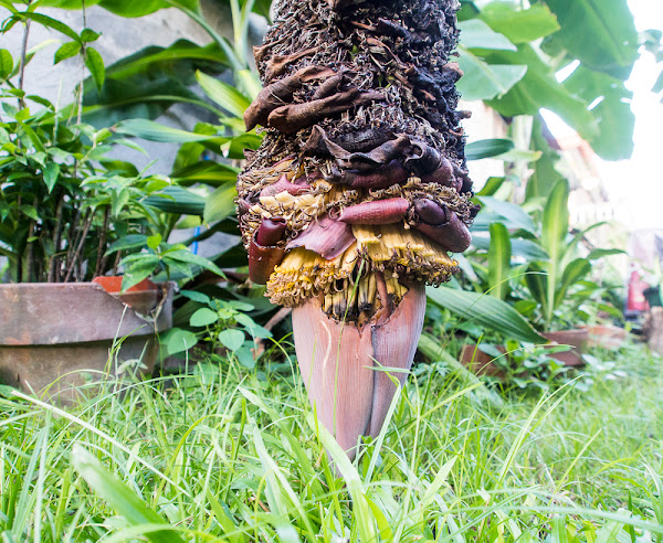 Banana | Project Noah