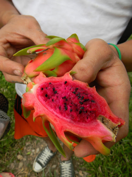 Pitaya Roja - Costa Rican Pitahaya - Dragon Fruit | Project Noah