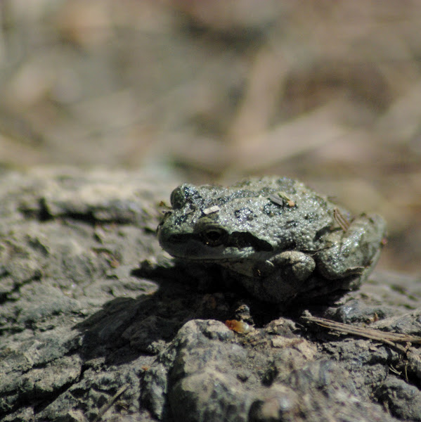 Pacific Tree Frog | Project Noah