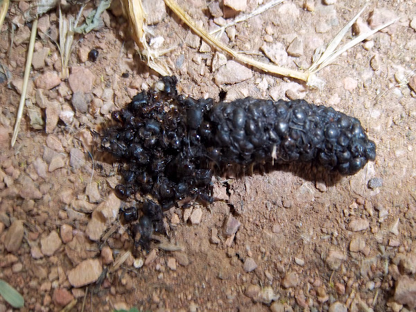 colorado river toad scat | Project Noah