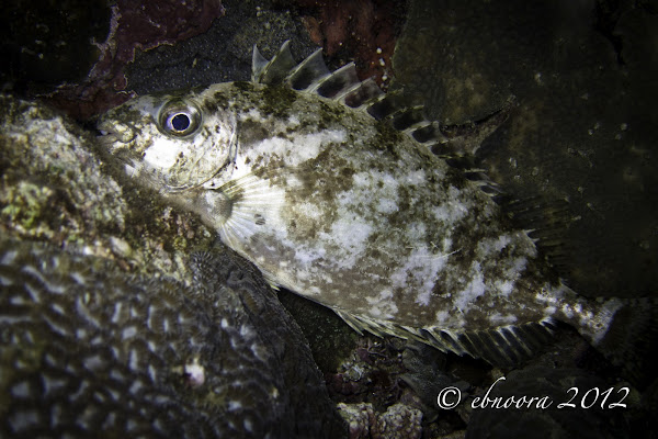 Rabbitfish, Spinefoot | Project Noah
