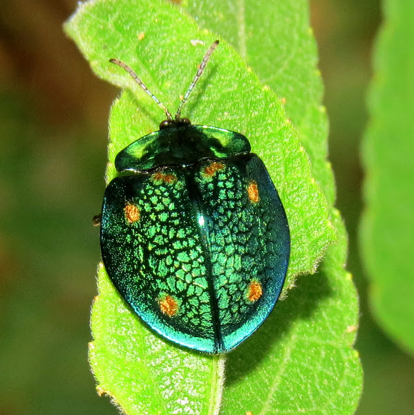 Tortoise beetle | Project Noah