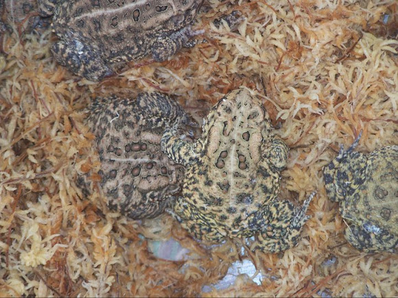 Houston Toad | Project Noah