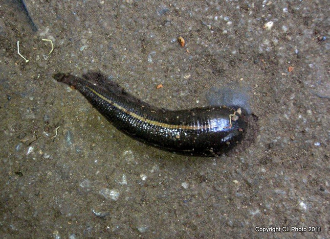 Australian Land Leech | Project Noah