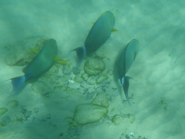 Yellowfin Surgeonfish (pualu) | Project Noah