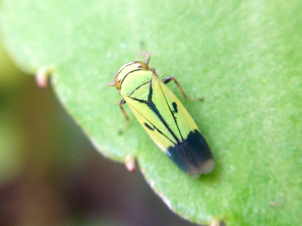 Green Rice Leafhopper | Project Noah