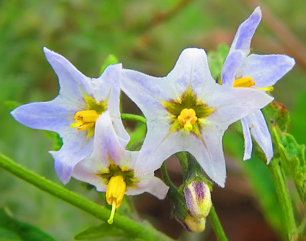 White Nightshade | Project Noah