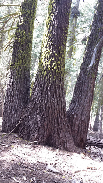 Western white pine | Project Noah