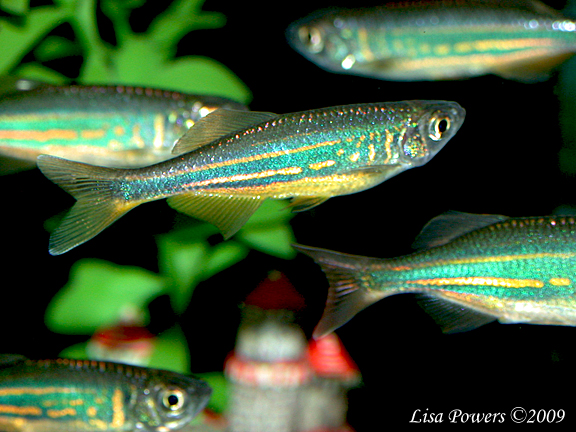 Giant danio | Project Noah