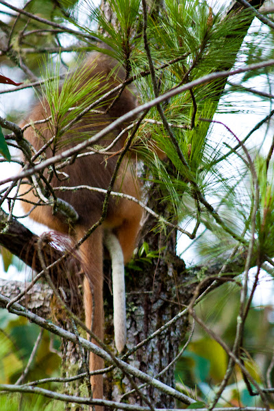 Sumatran Surili / Mitered Leaf Monkey | Project Noah