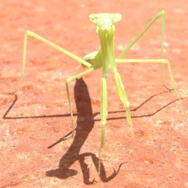 Chinese Mantis Nymph | Project Noah