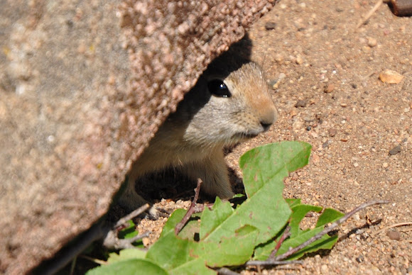 Wyoming Ground Squirrel | Project Noah