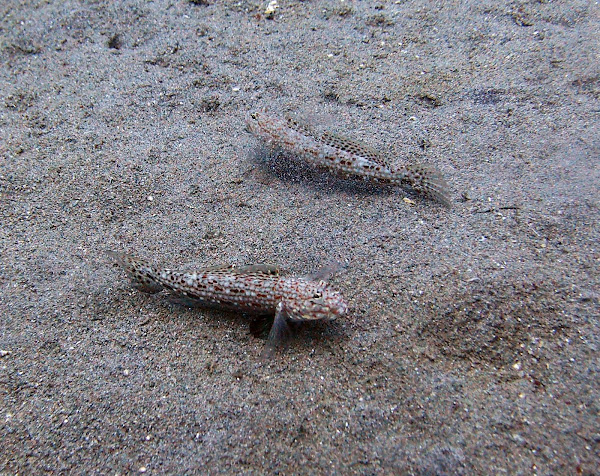 Decorated goby | Project Noah