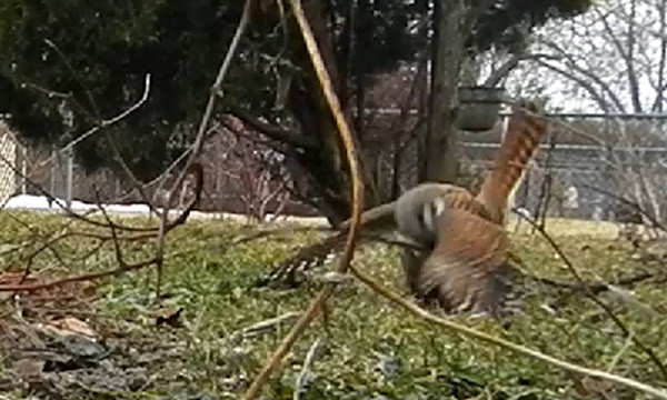 American Kestrel | Project Noah