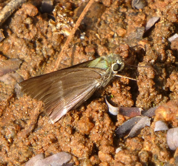 Common Banded Awl | Project Noah