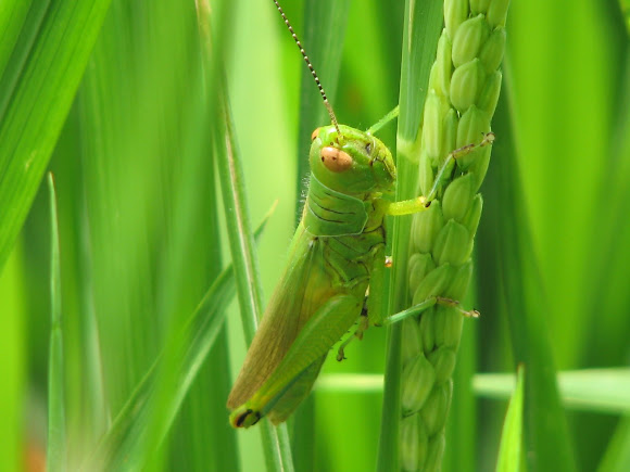 Naktoda | Project Noah