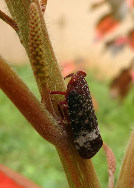 Hopper | Project Noah