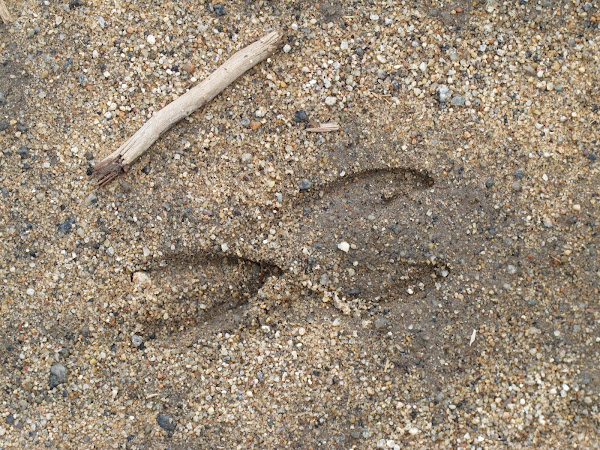Mule Deer Tracks | Project Noah