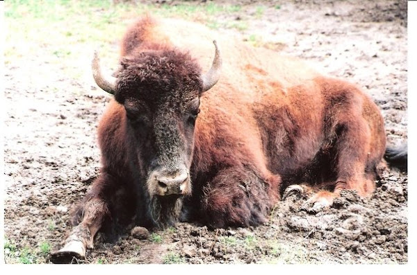 Bison | Project Noah