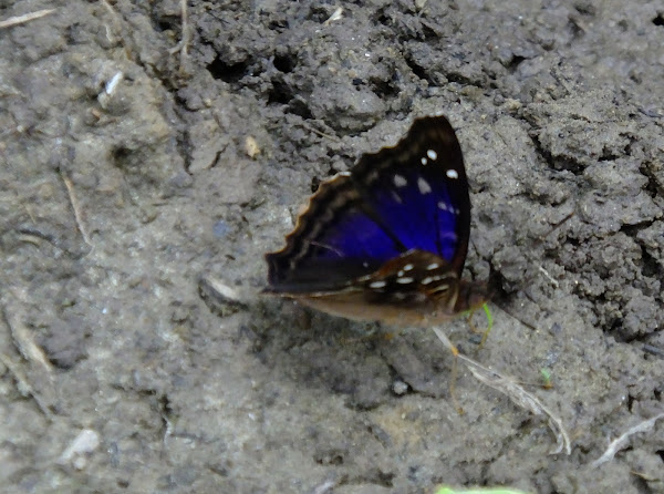 Agathina Emperor | Project Noah