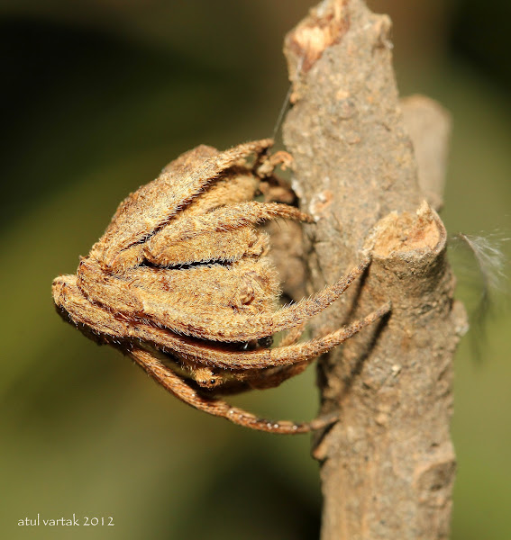 Tree Stump Spider | Project Noah