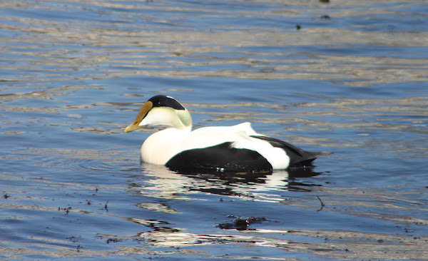 Common Eider | Project Noah