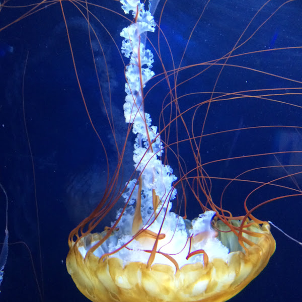 Pacific sea nettle | Project Noah