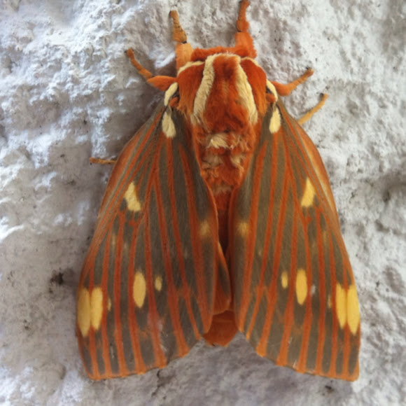 Regal moth | Project Noah