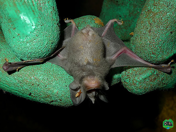 Bat fly | Project Noah