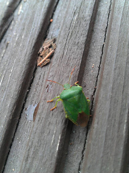 Green Shieldbug | Project Noah
