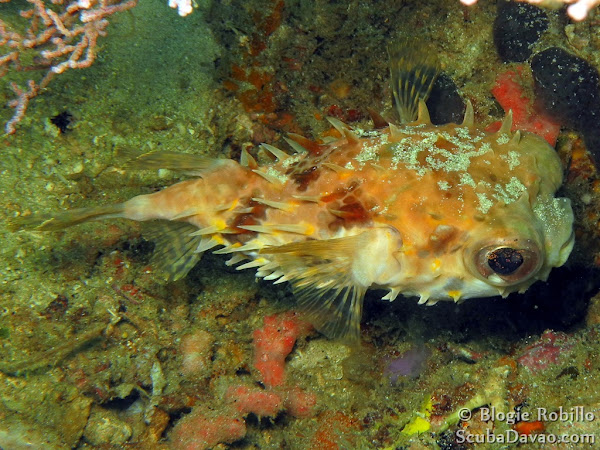 Birdbeak Burrfish | Project Noah