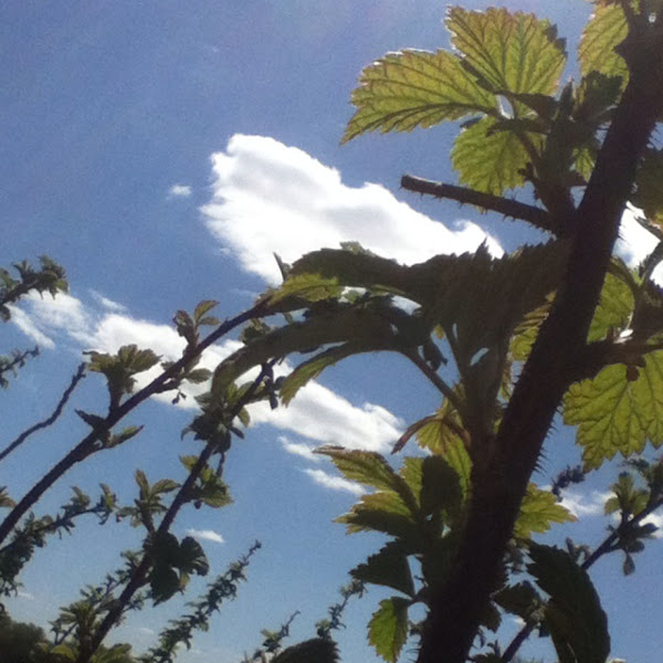 Raspberry | Project Noah