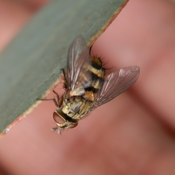 Tachinid Fly | Project Noah