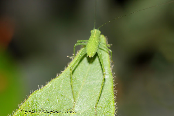 Angle-winged Katydid Nymph | Project Noah