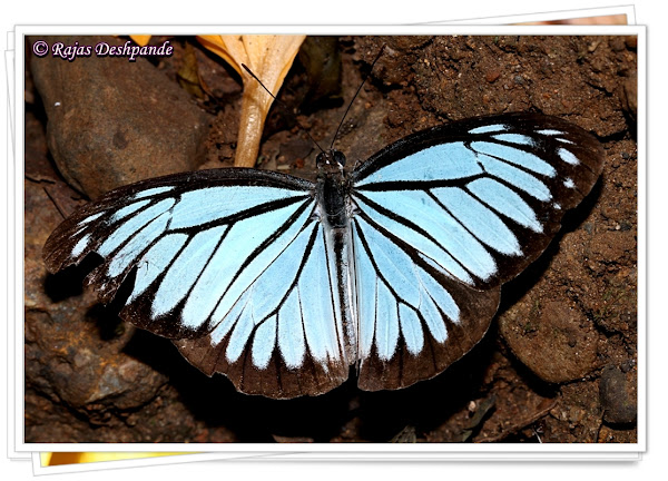 Common Wanderer Butterfly | Project Noah