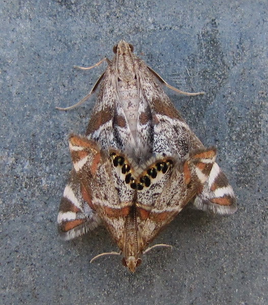 Crambid Snout Moth | Project Noah