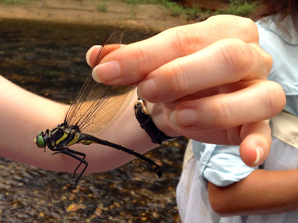Dragonhunter dragonfly (male) | Project Noah