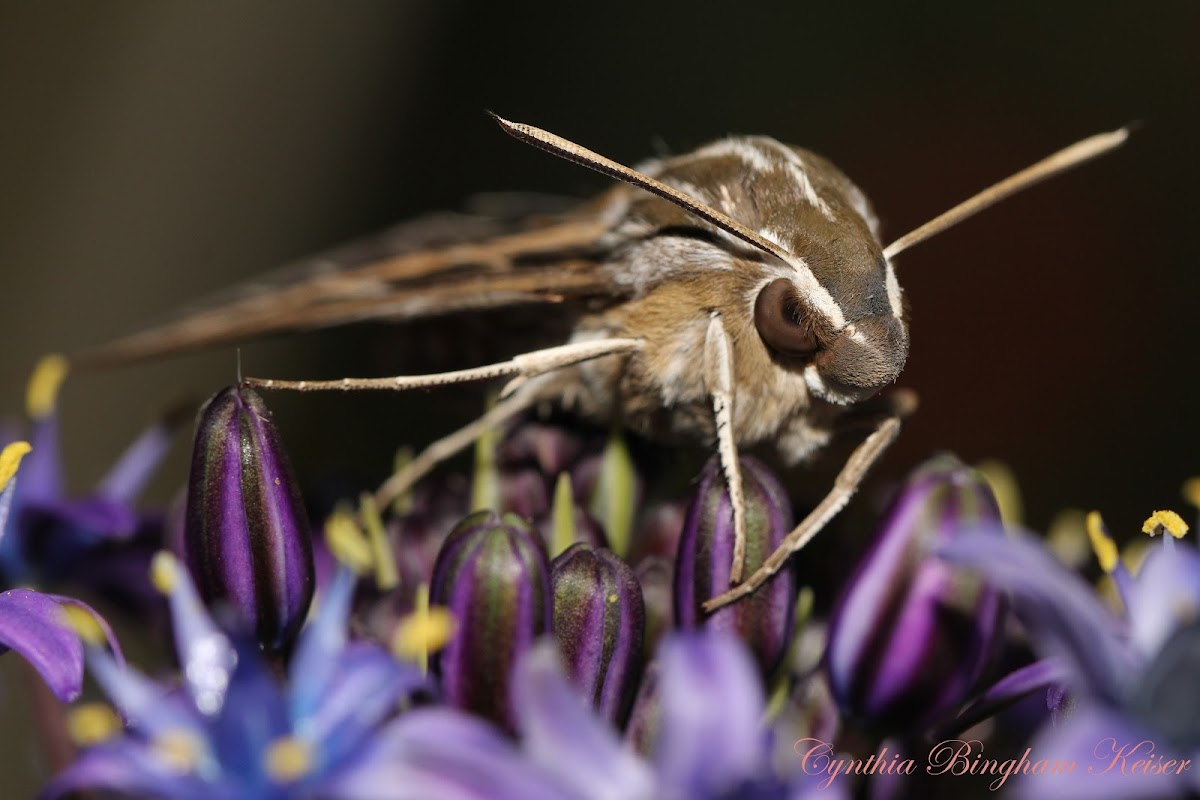 White-lined Sphinx | Project Noah